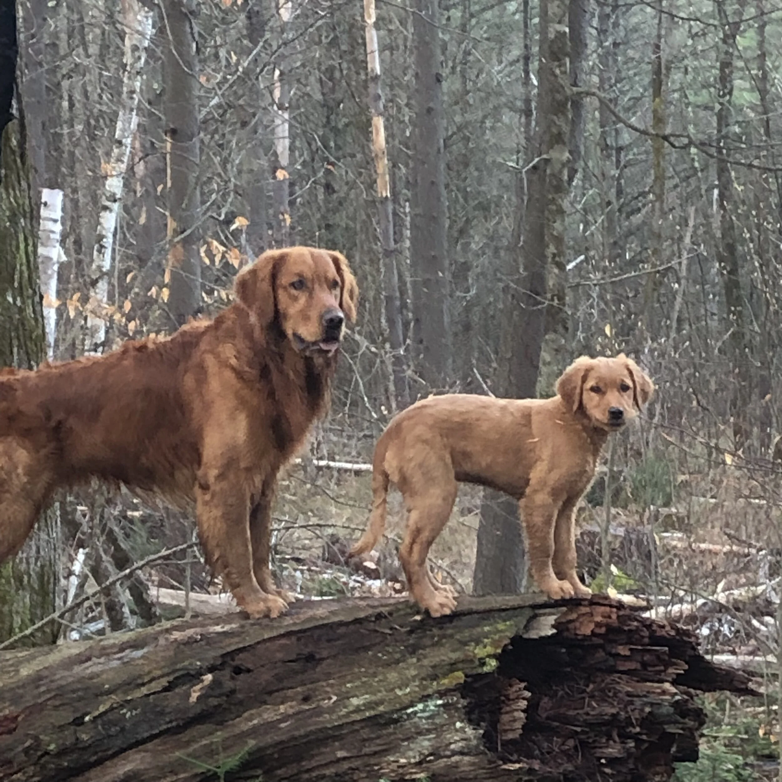 About — Green Mountain Golden Retrievers of Vermont