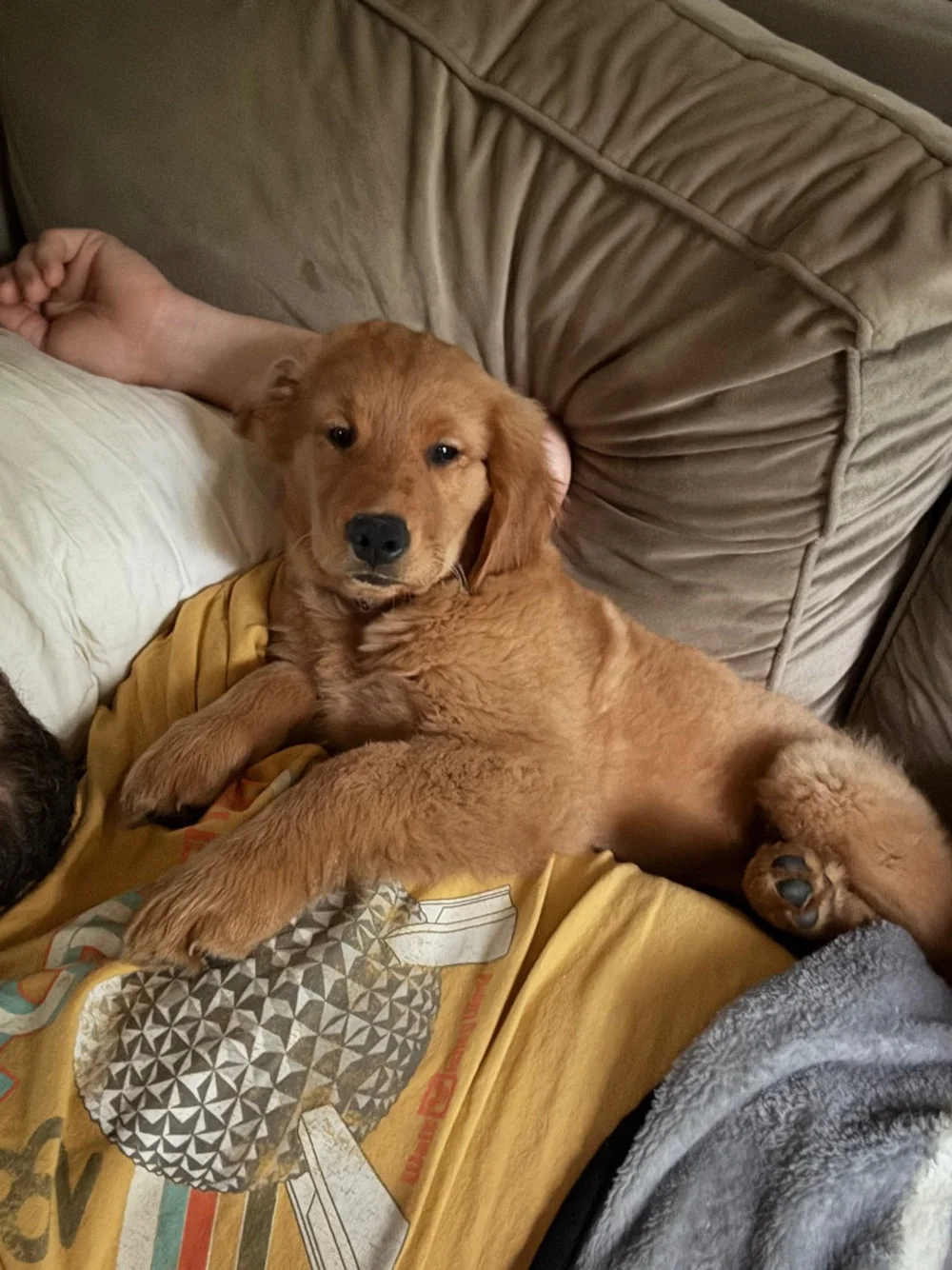 Green Mountain Golden Retrievers of Vermont