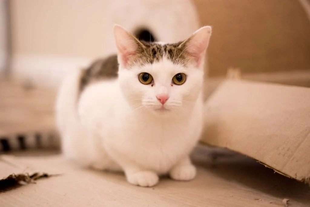 The Cat's Whiskers Cat Cafe | Discover Goodramgate, York