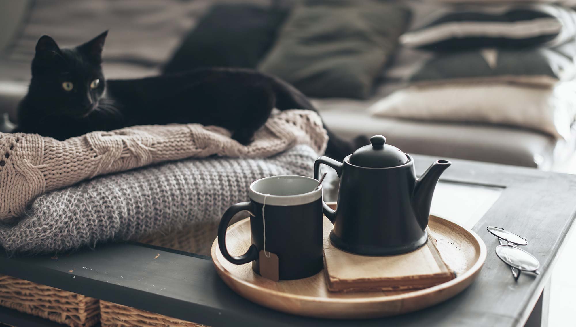 The Cat's Whiskers Cat Cafe | Discover Goodramgate, York