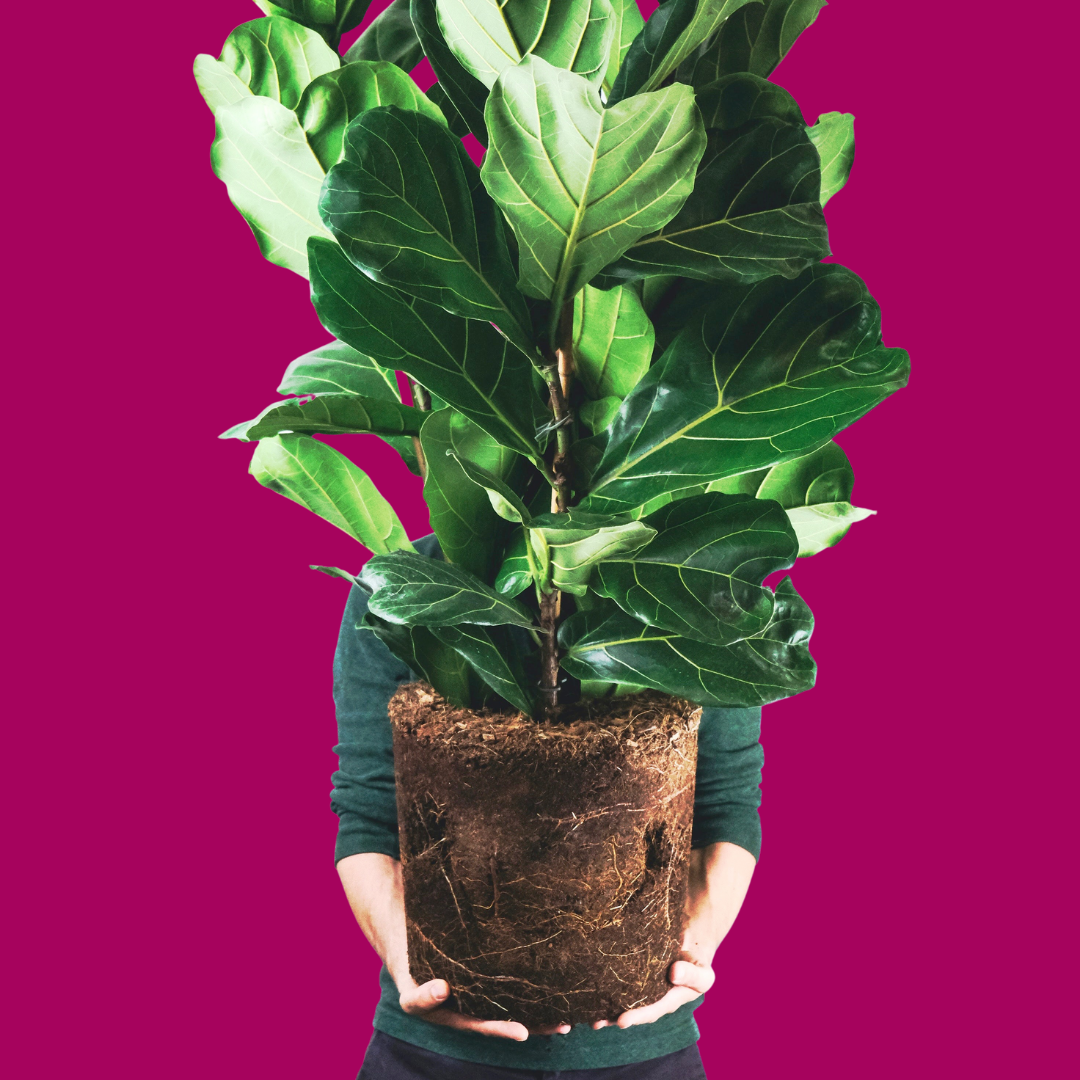 Socials — Luminous Elephant Studios