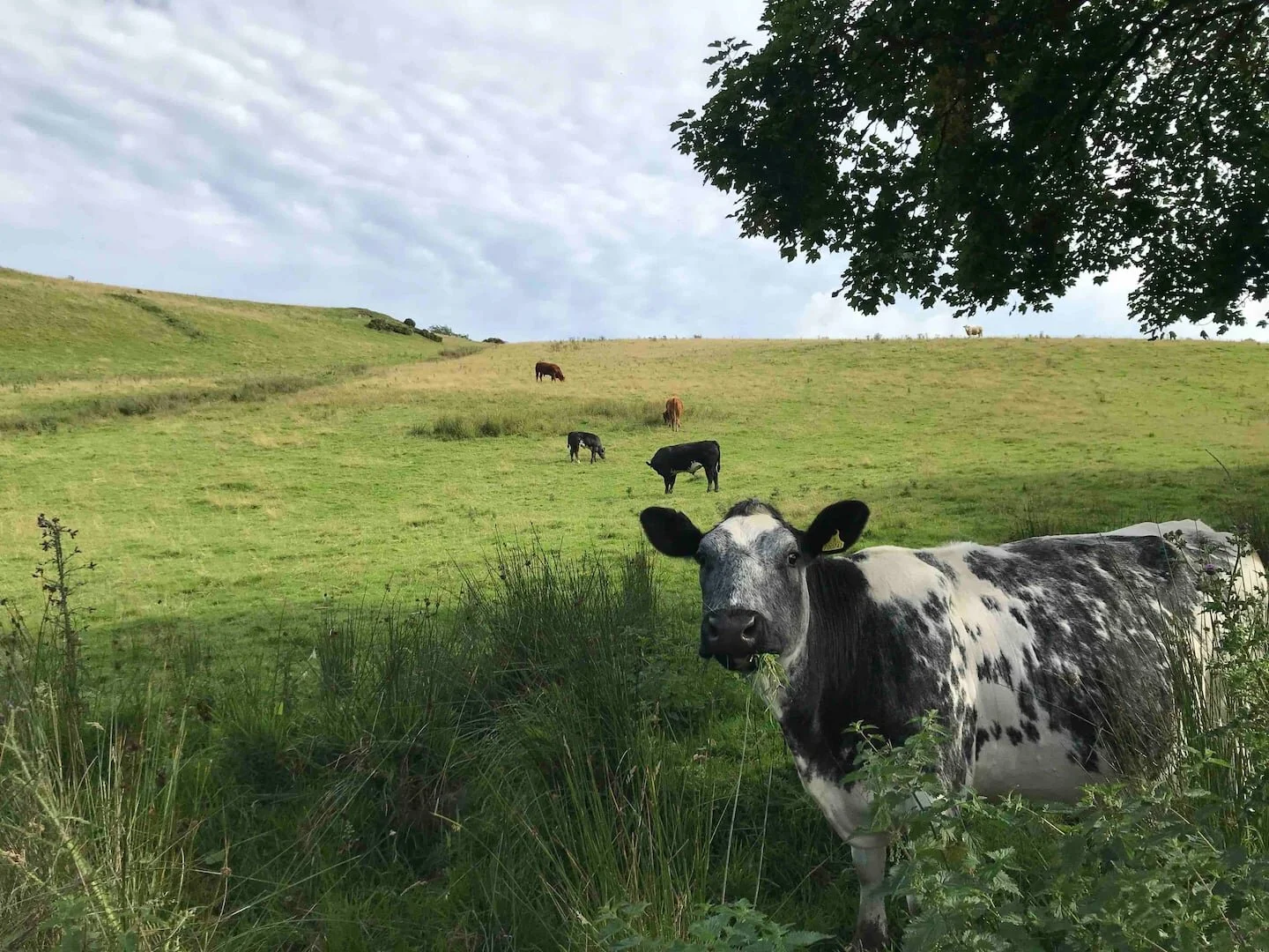 Graig Escapes - A Pentre Celyn Holiday Cottage & Scandinavian Cabins in ...