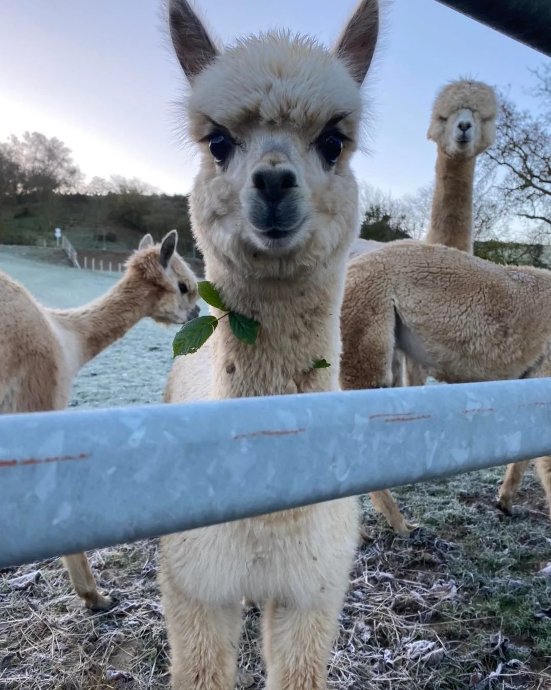 Graig Escapes - A Pentre Celyn Holiday Cottage & Scandinavian Cabins in ...