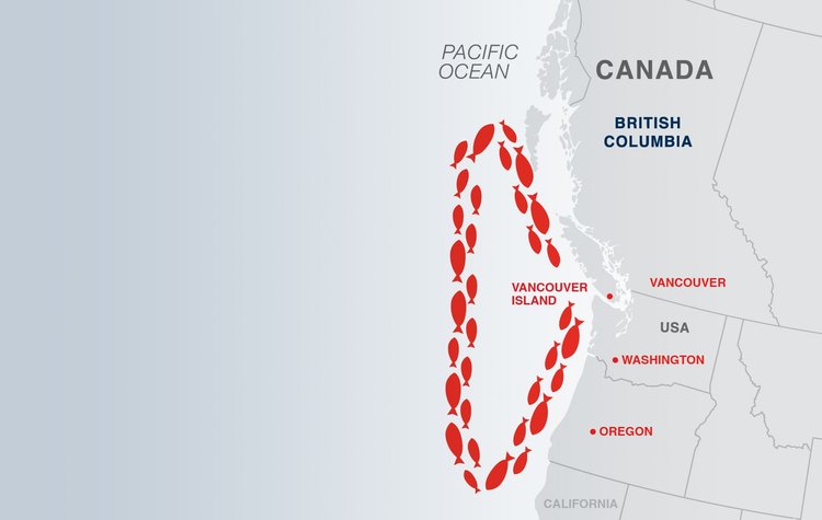 ALBACORE TUNA — NDS