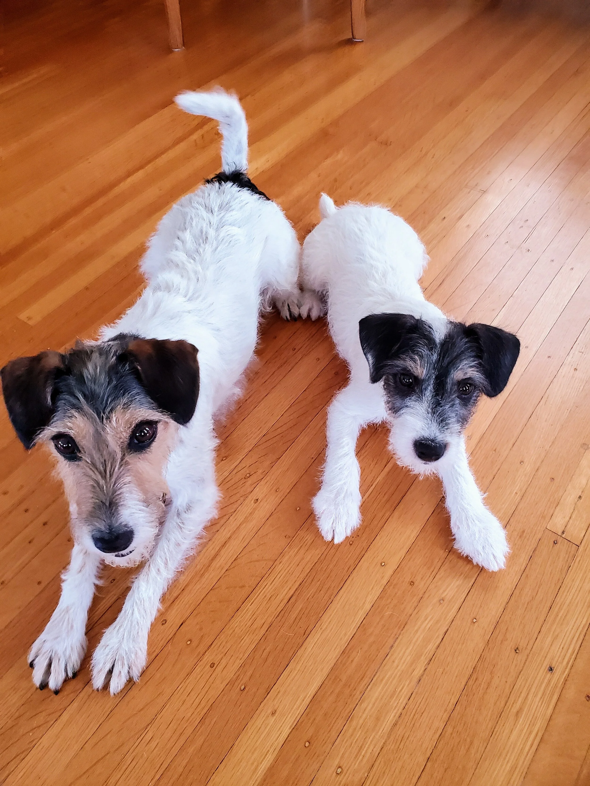 Search Dog Services — KYK9 Search Dogs