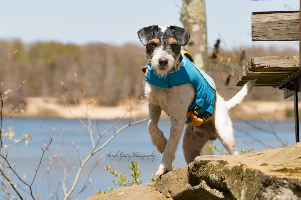 Team — KYK9 Search Dogs