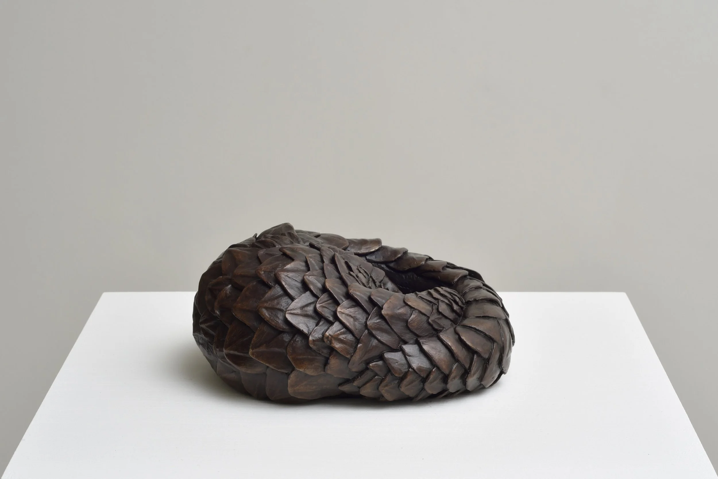 Pangolin — Phoebe Parsons