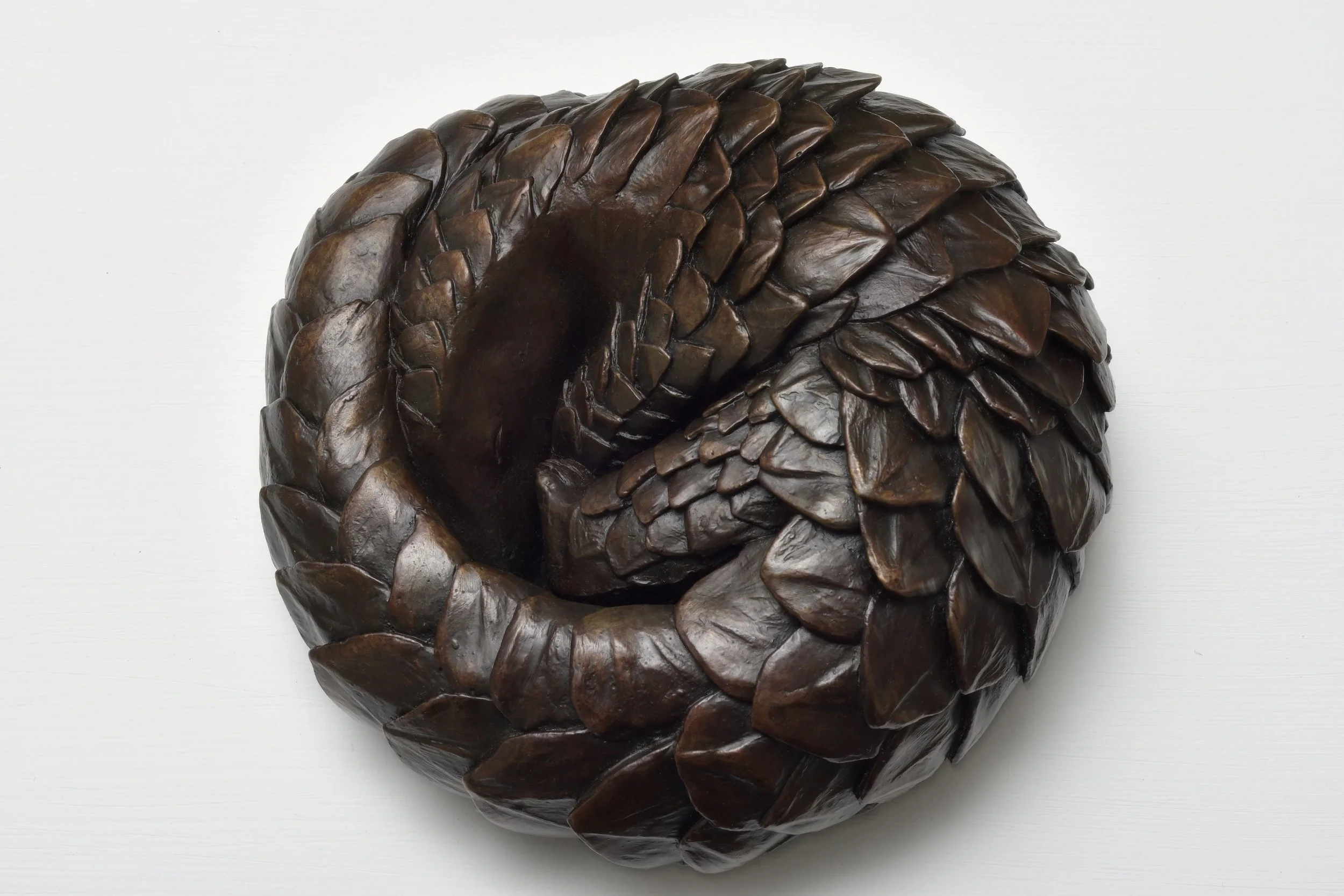 Pangolin — Phoebe Parsons