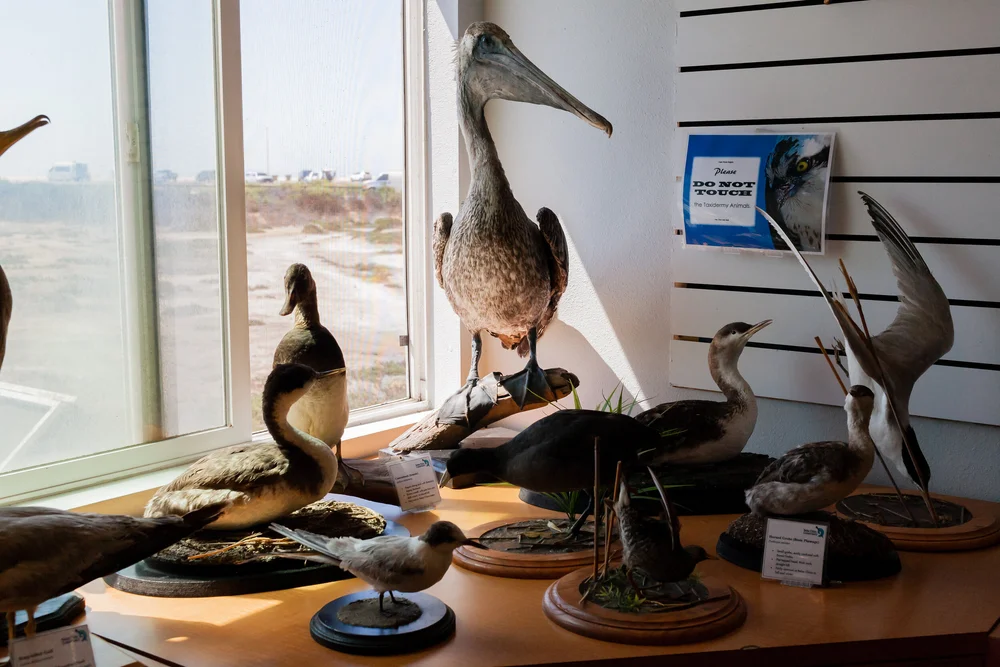 Review - Catastrophic Thinking: Extinction and the Value of Diversity ...