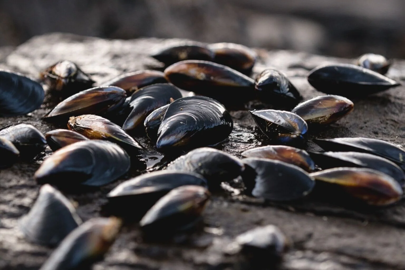 Seafood — Tasmania Fresh