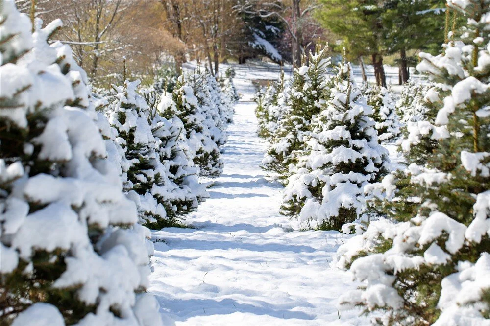 Our Trees — Howling Pines Tree Farm