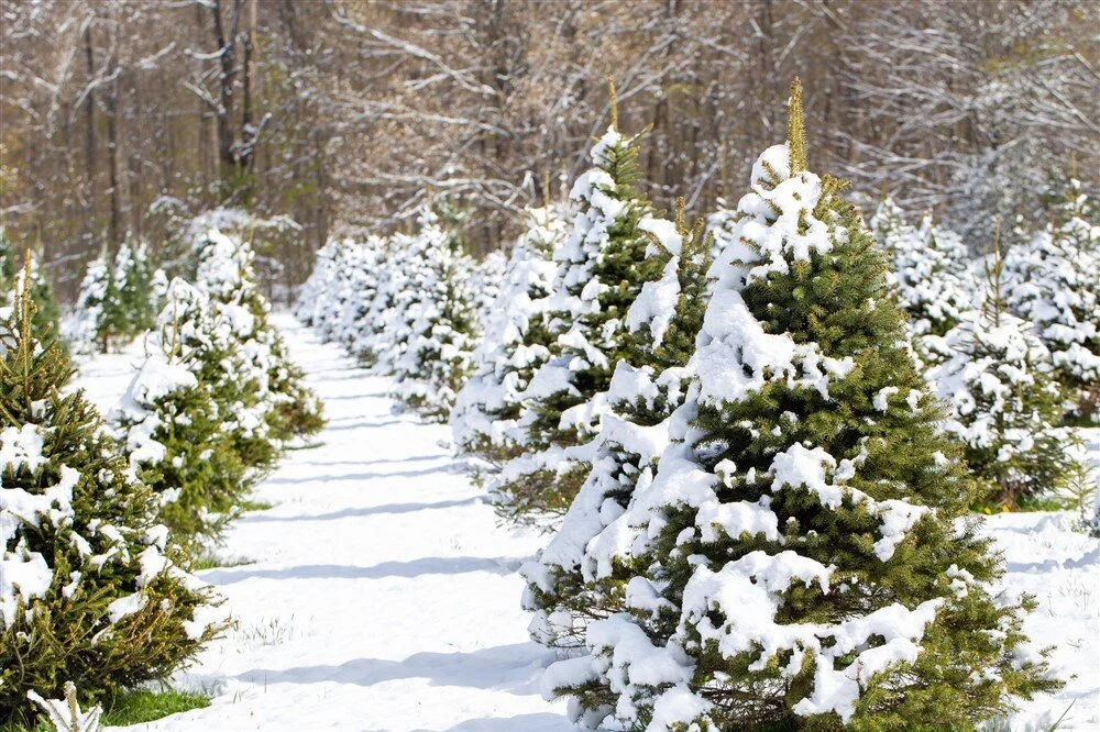 Our Trees — Howling Pines Tree Farm