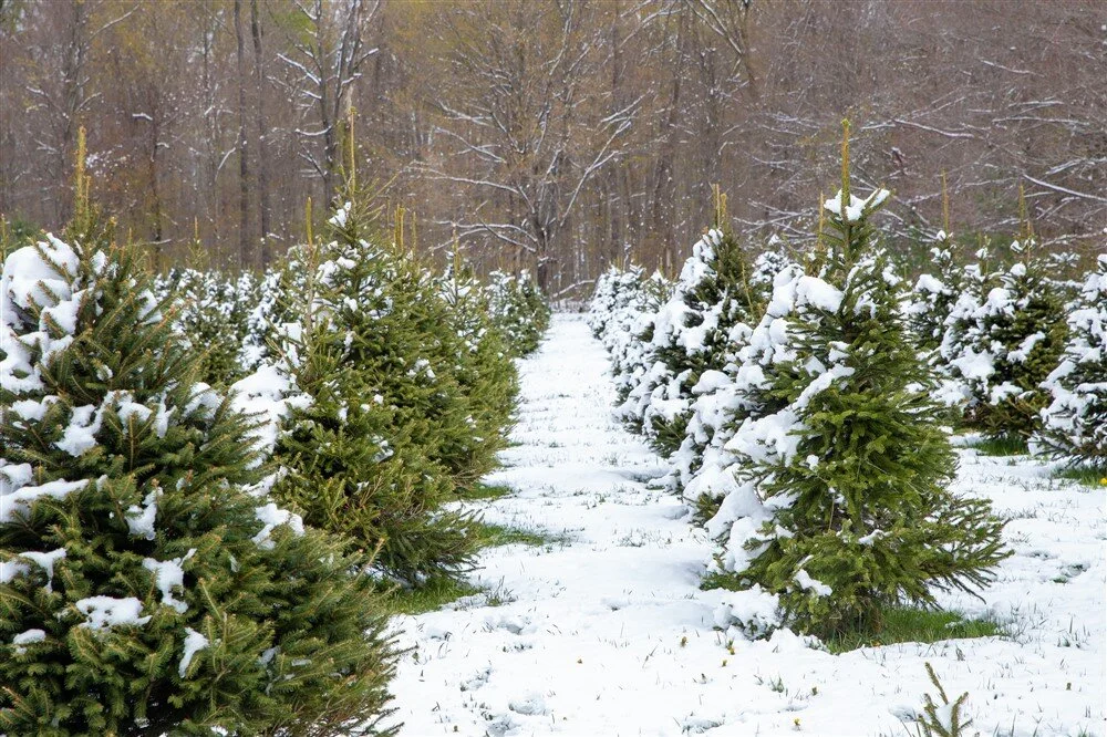 Our Trees — Howling Pines Tree Farm