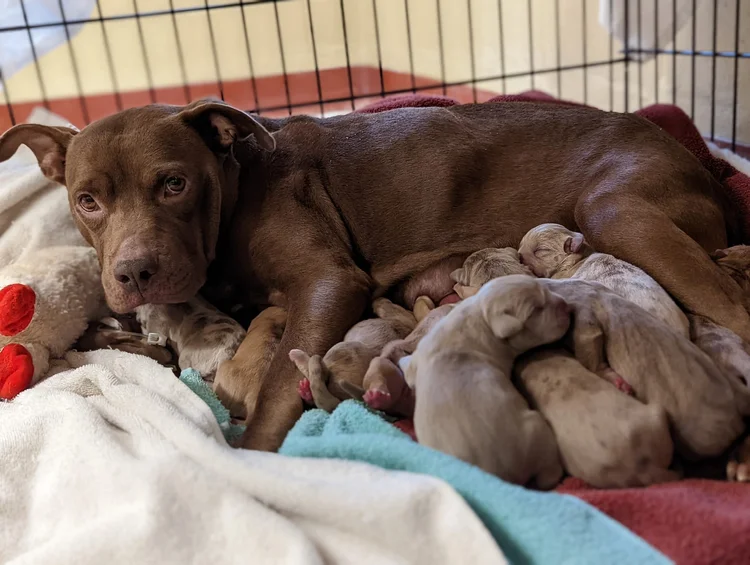 Douglas County GA Humane Society
