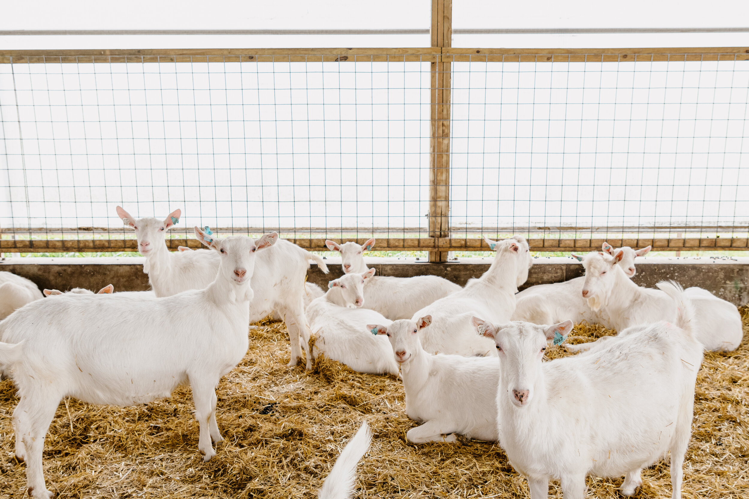 About the Farm + Creamery — Blakesville Creamery