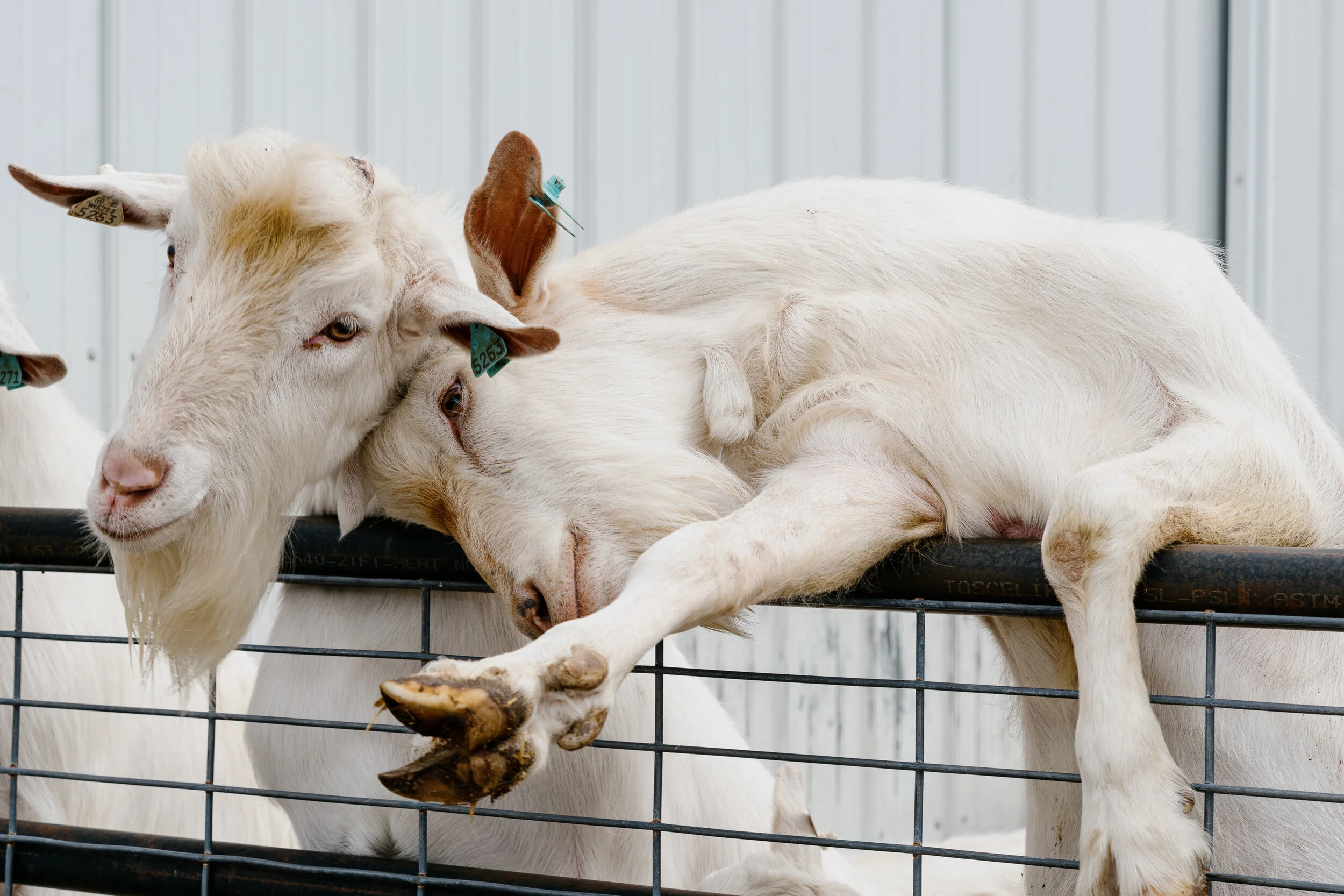 About the Farm + Creamery — Blakesville Creamery