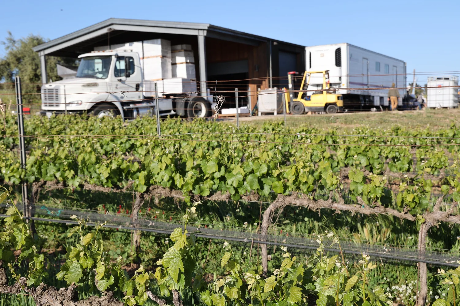 Hobson Family Farms