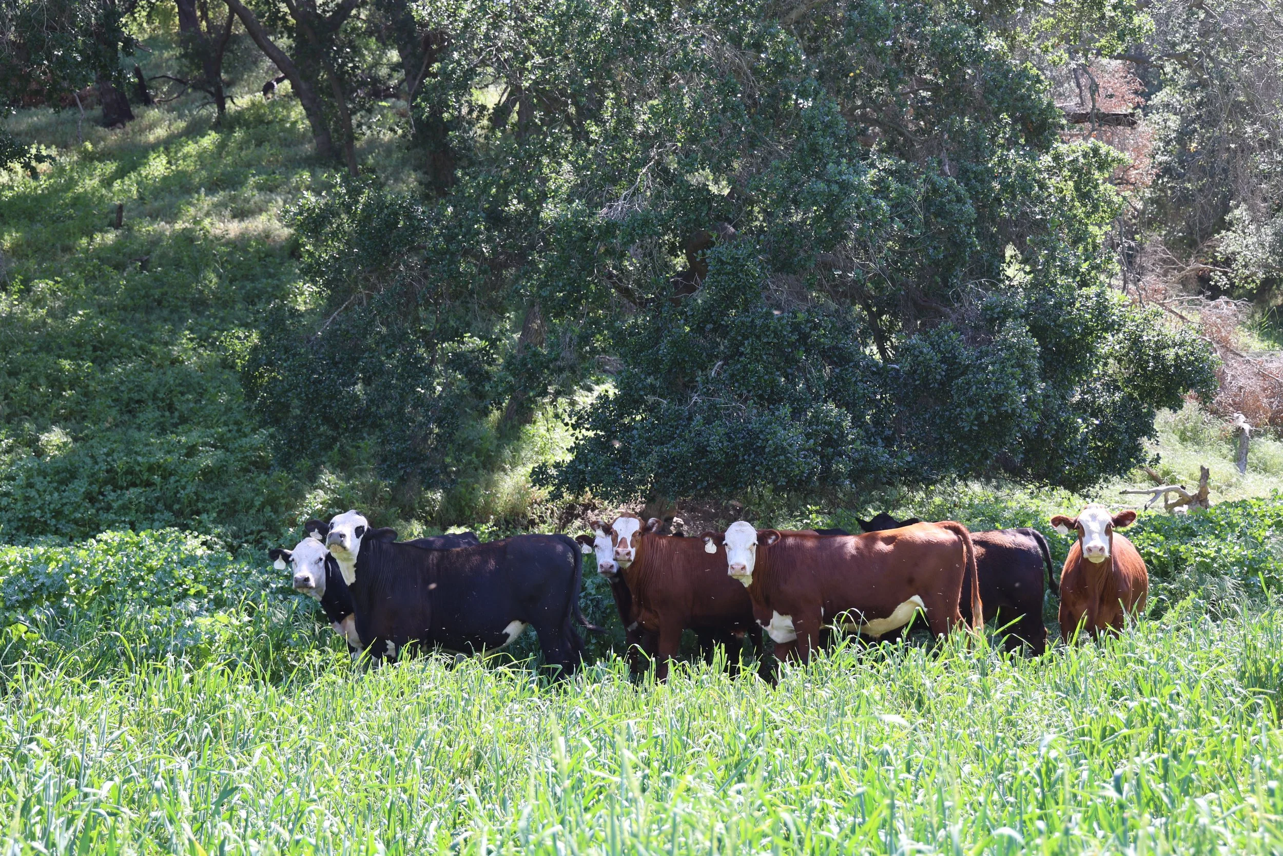 Hobson Family Farms