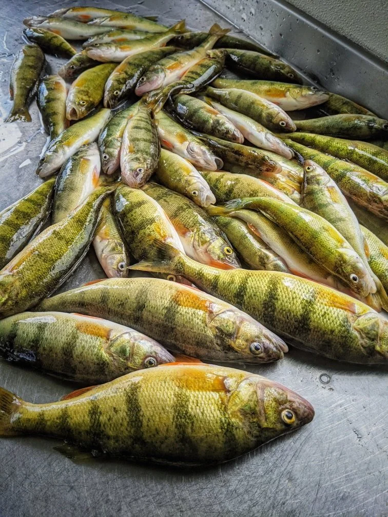 Drummond Island Perch Charters — Reel Fish'N LLC