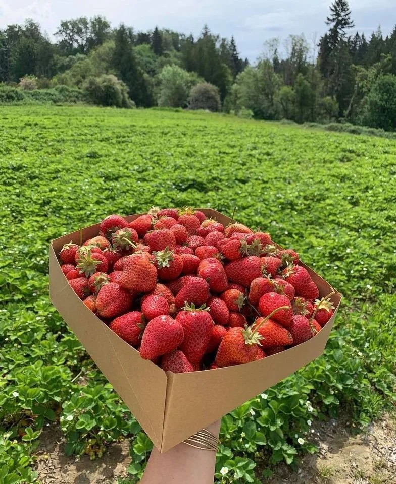 It’s Strawberry Season at Lee Farms — Lee Farms