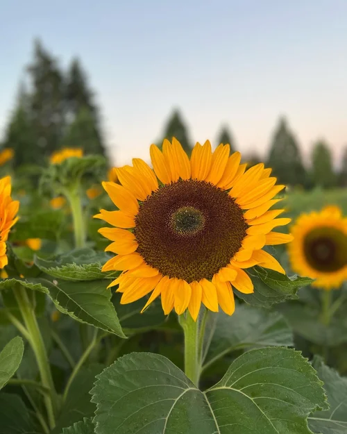 How to Cut and Prepare Sunflowers: A Step-by-Step Guide — Lee Farms