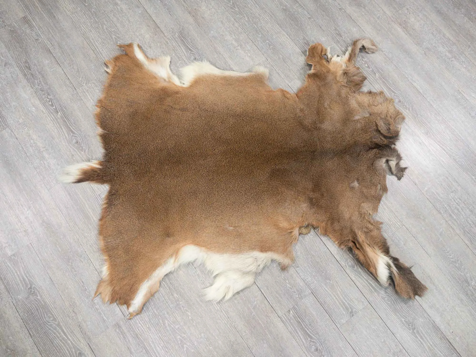 General 6 — Piked Antler Project