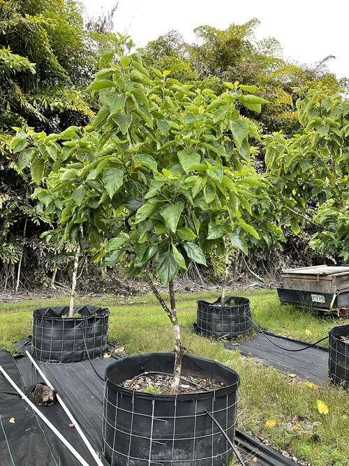 Cordia subcordata- Hawaiian Kou — Big Island Big Trees