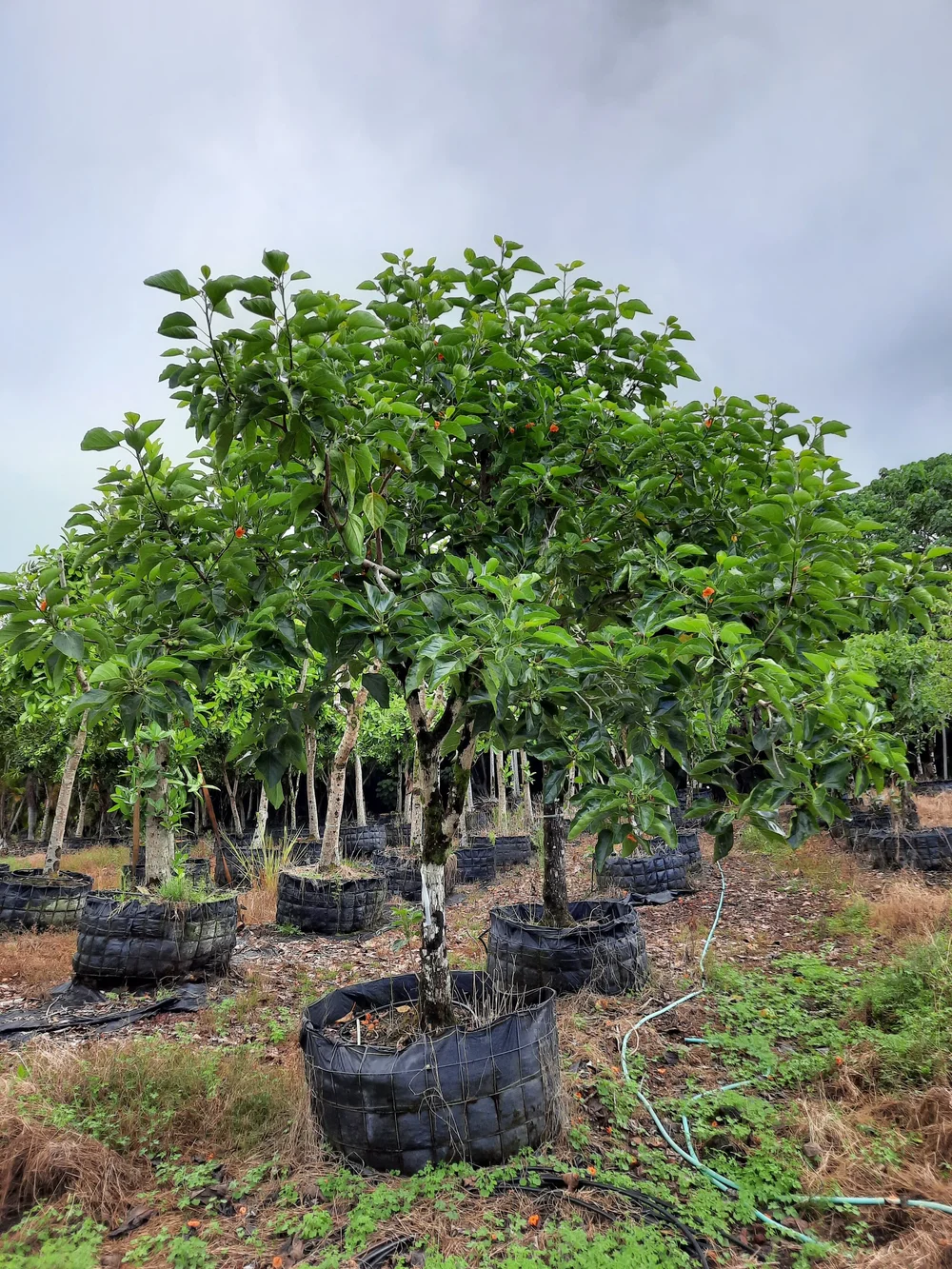 Cordia subcordata- Hawaiian Kou — Big Island Big Trees
