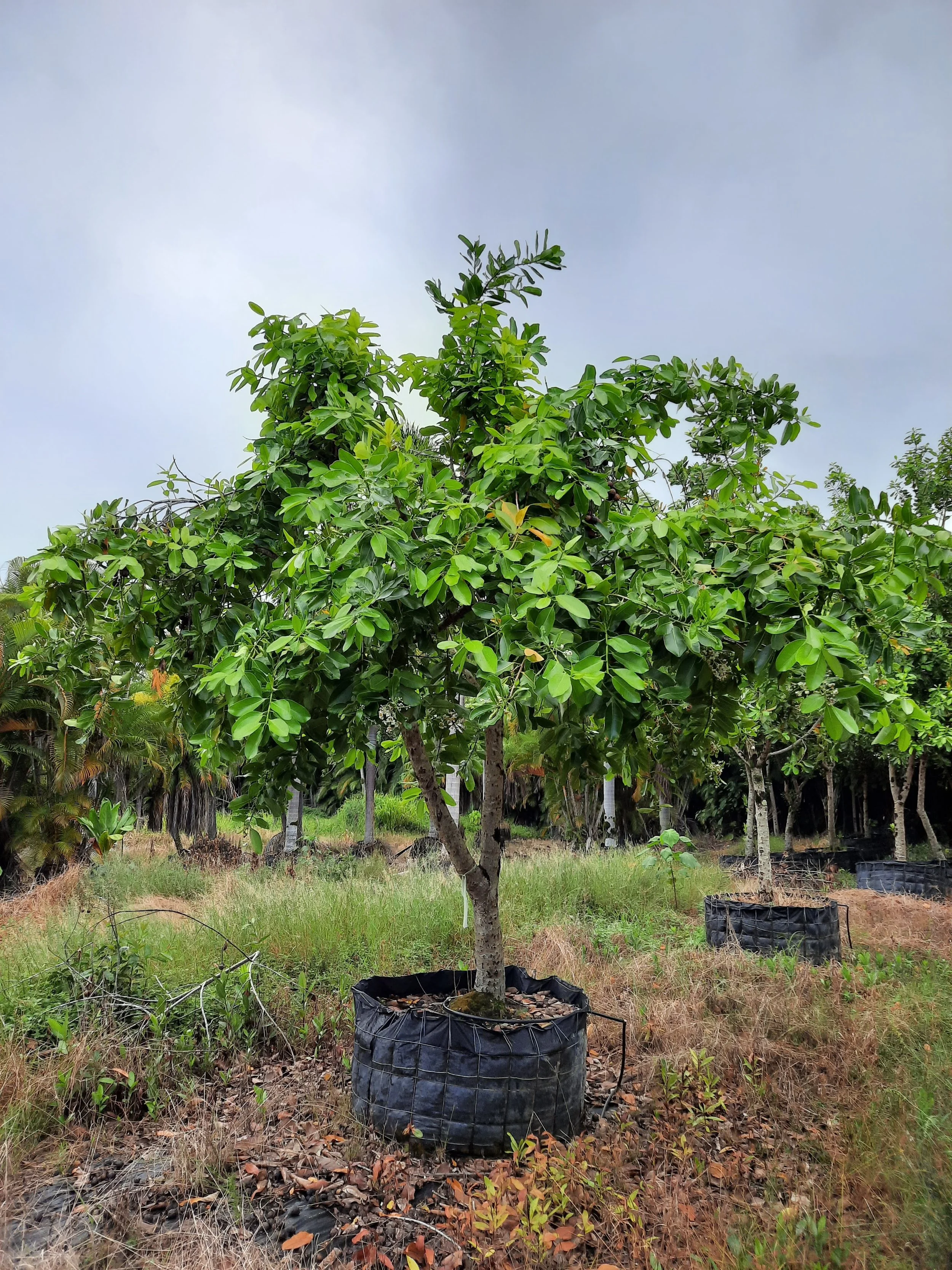 Trees — Big Island Big Trees