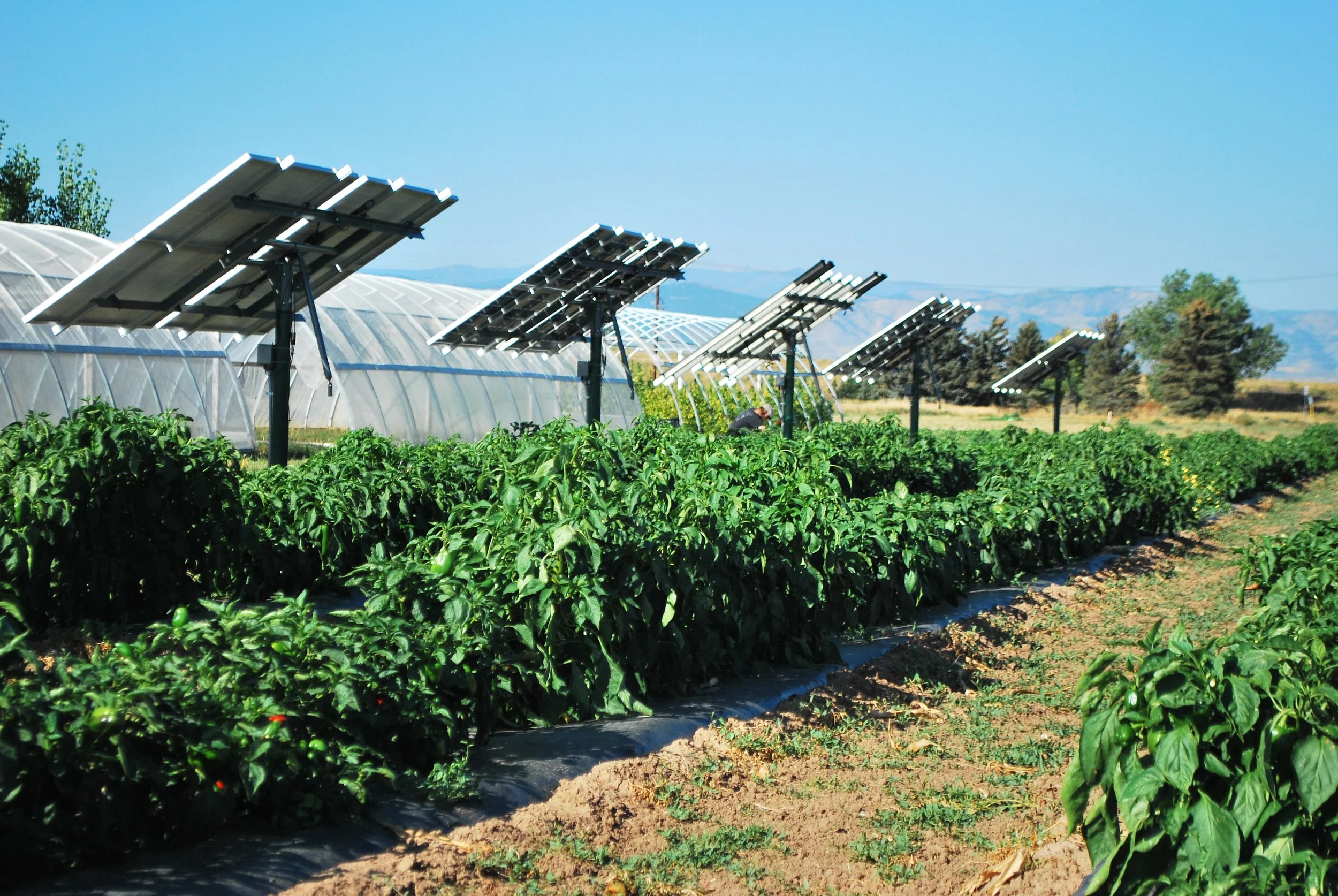 AgriSolar Consulting