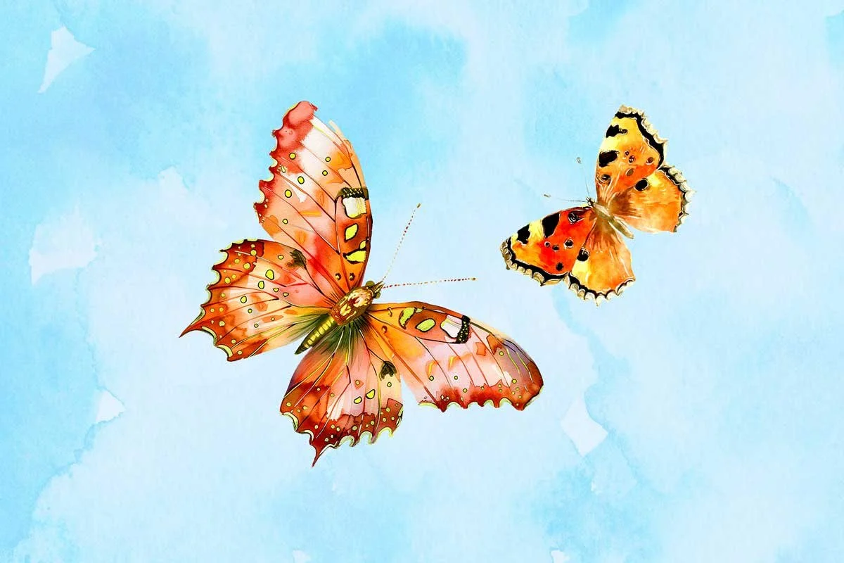 How To Paint A Butterfly With Watercolors — Watershed Artworks Gallery