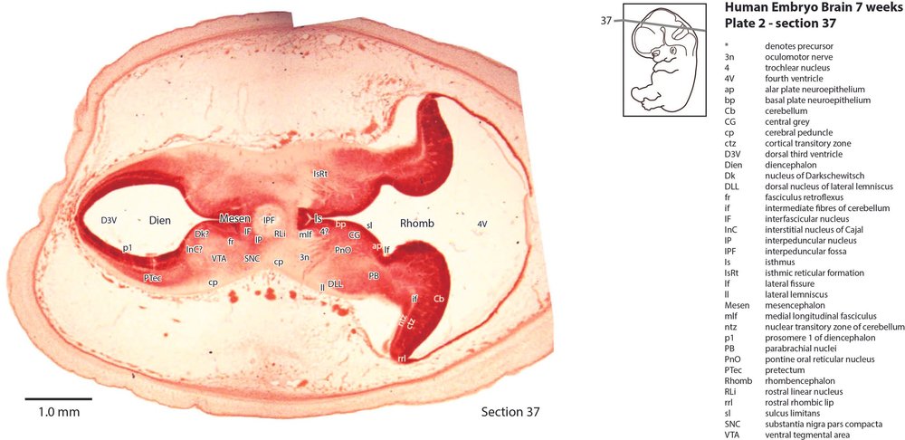 Human Embryo 7 weeks — Comparative Brain Anatomy