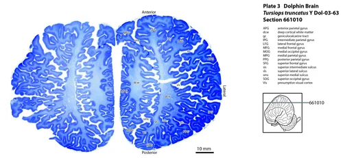 Atlas of the Brain of a Dolphin — Comparative Brain Anatomy