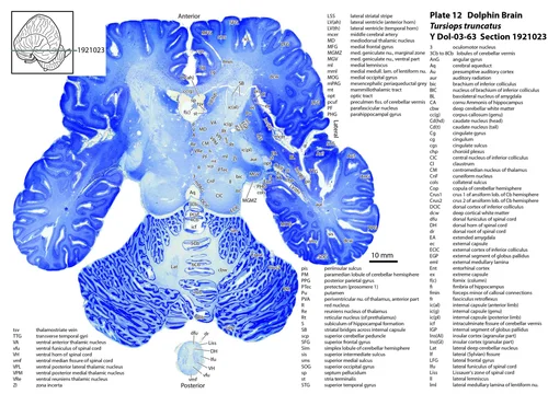 Atlas of the Brain of a Dolphin — Comparative Brain Anatomy