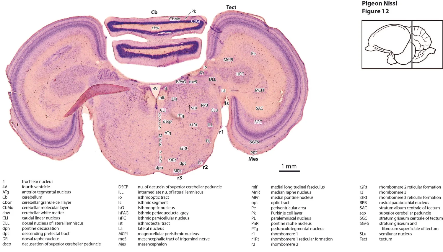 Pigeon Brain Nissl Stain — Comparative Brain Anatomy