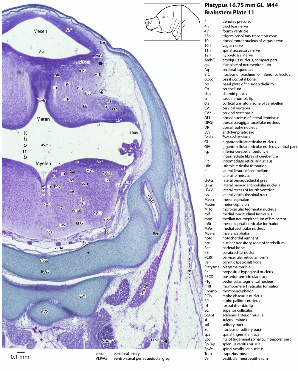 Platypus 16.75 mm GL Brainstem — Comparative Brain Anatomy