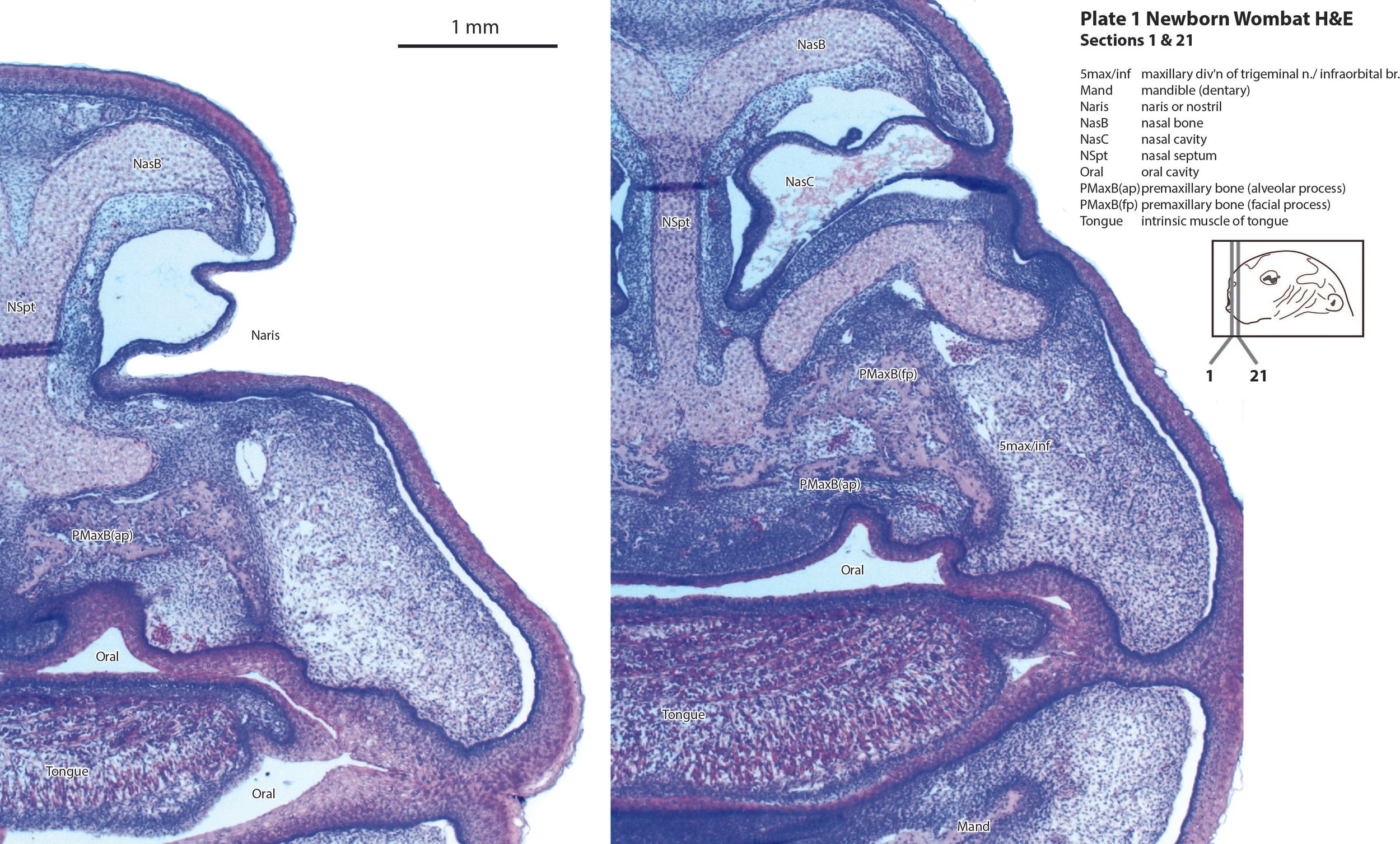 Wombat P0 H&E — Comparative Brain Anatomy