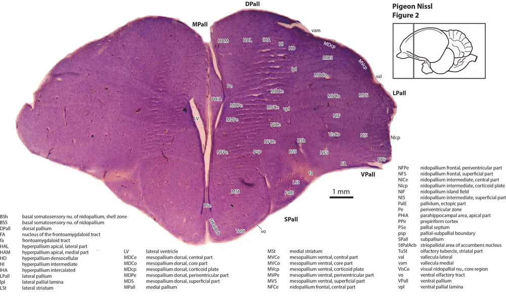 Pigeon Brain Nissl Stain — Comparative Brain Anatomy