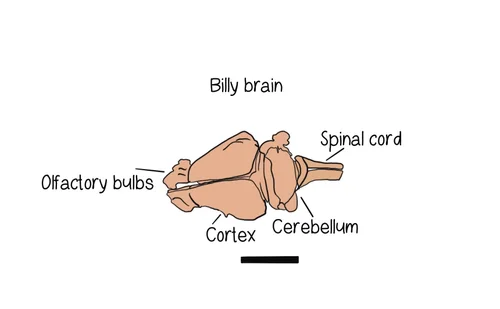 Bilby — Comparative Brain Anatomy