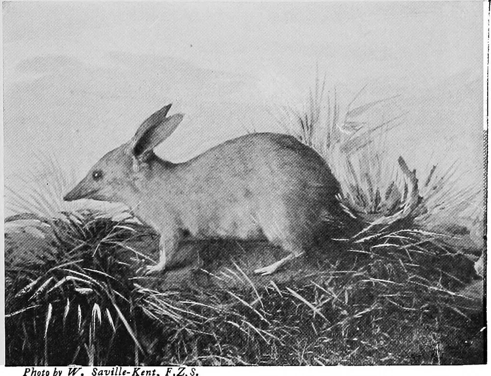Bilby — Comparative Brain Anatomy