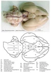 Koala brain — Comparative Brain Anatomy