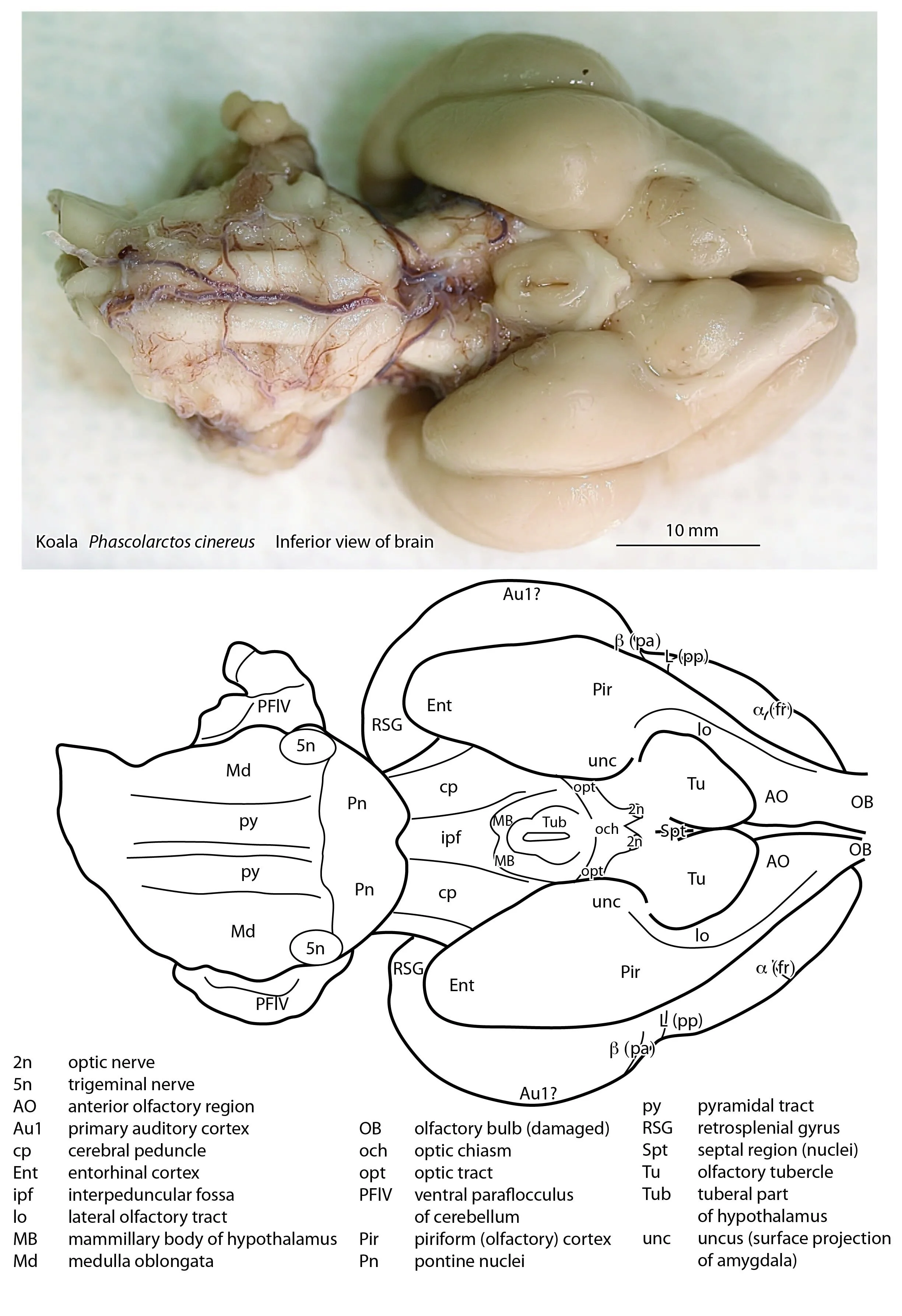 Koala brain — Comparative Brain Anatomy