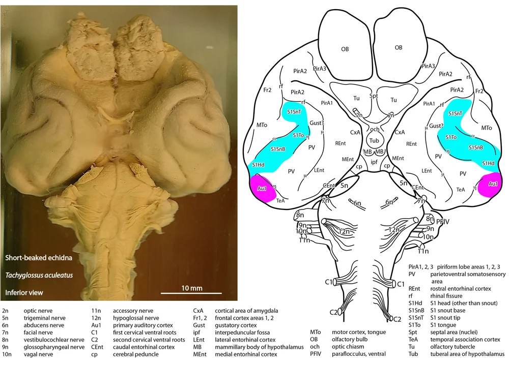 Short-beaked echidna brain — Comparative Brain Anatomy