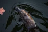 Platypus Biology — Comparative Brain Anatomy