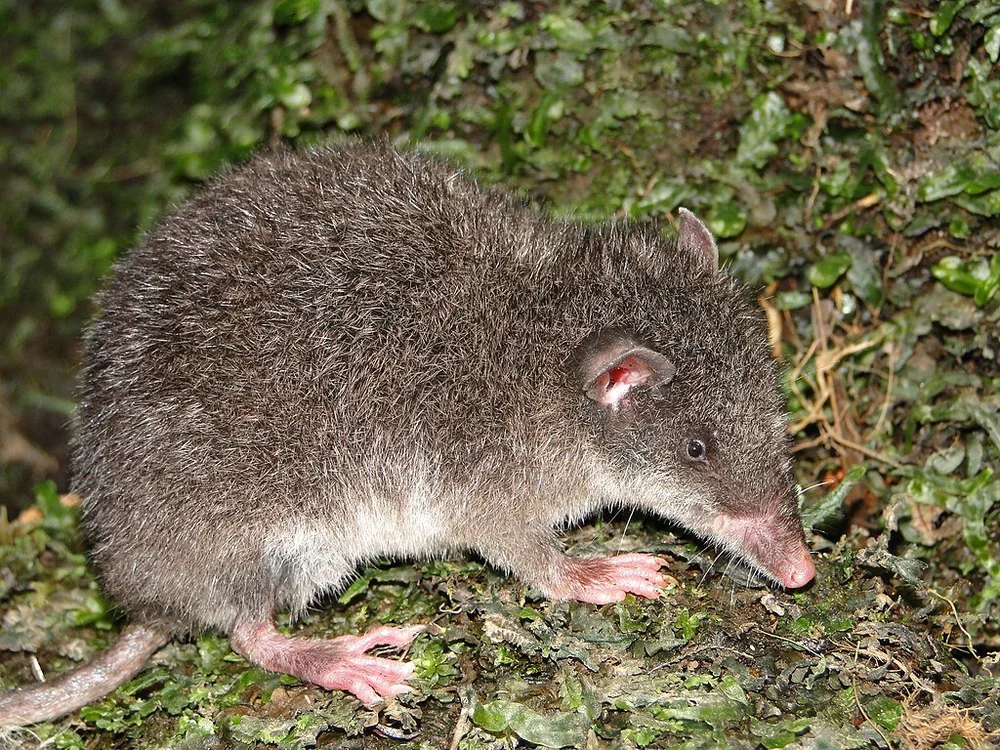 American marsupials — Comparative Brain Anatomy