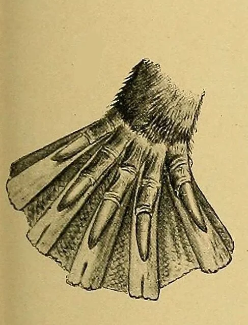Platypus anatomy — Comparative Brain Anatomy