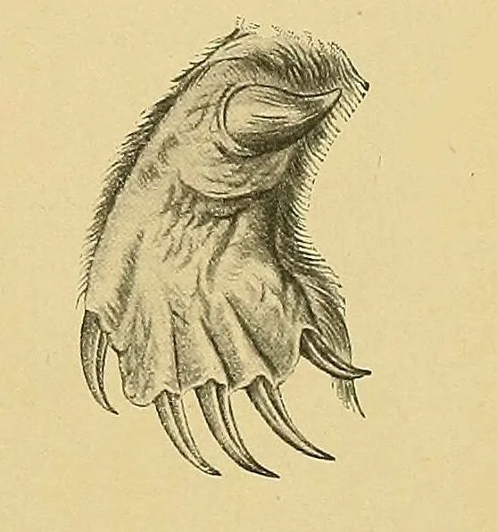 Platypus anatomy — Comparative Brain Anatomy