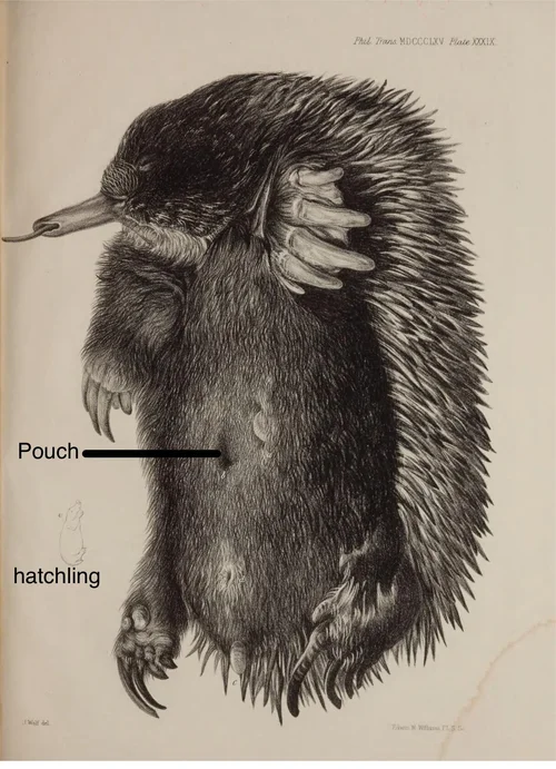 Monotreme reproduction — Comparative Brain Anatomy