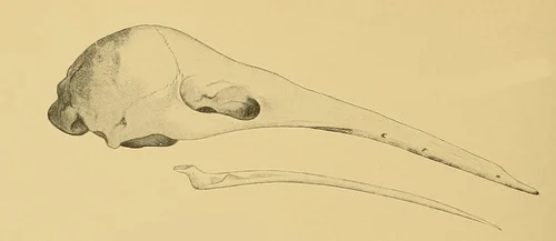 Long-beaked echidna skull — Comparative Brain Anatomy