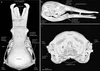 Platypus anatomy — Comparative Brain Anatomy